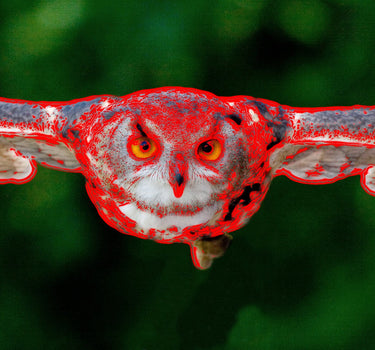 Snap Pro Camera - Ultimate DSLR Camera App – MIOPS