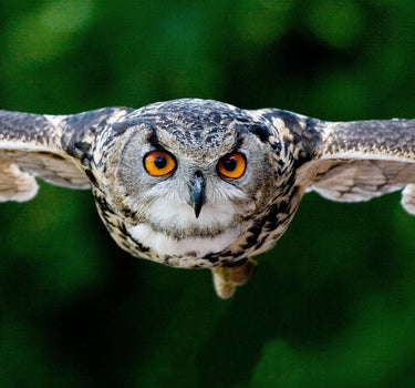 Snap Pro Camera - Ultimate DSLR Camera App – MIOPS